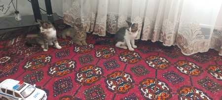 Пишиклар бесплптно