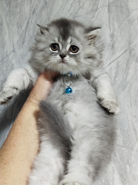 Британский котенок