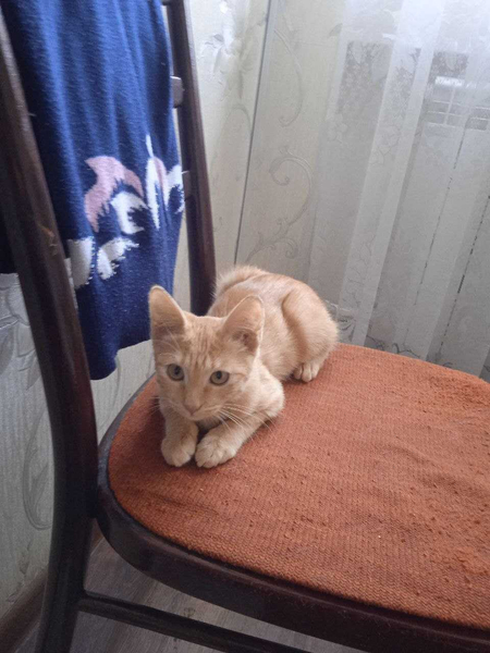 Рыжее счастье! Котенок в добрые ручки