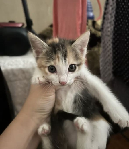 Отдам Котят даром