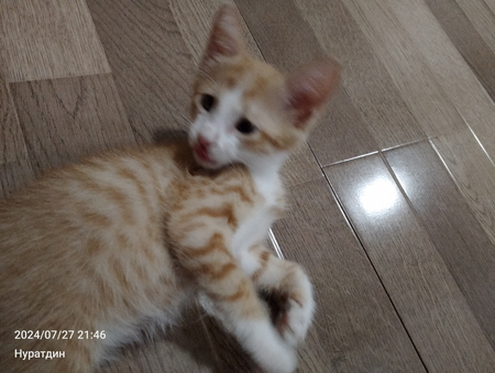 Котёнок бесплатно