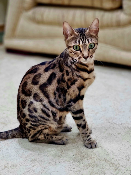 Bengalskiy 2.5 oylik toza qon zotli qiz bola ozirgi rasm onasi