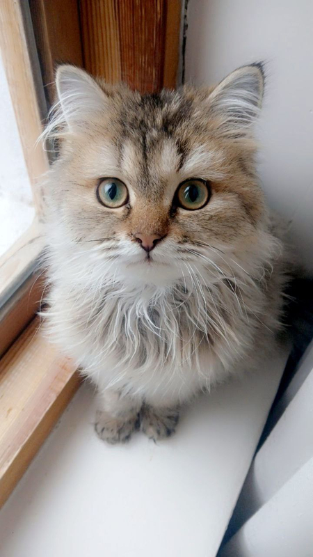 Persian 5 oylik mushuk, pasporti bor emlangan. Ismi Mimi, yungi uzun..