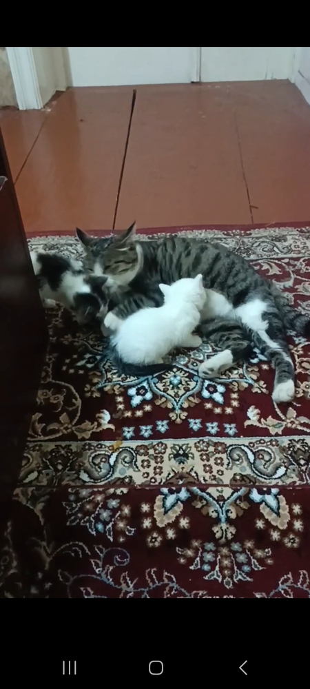 Aqilli uy mushugi