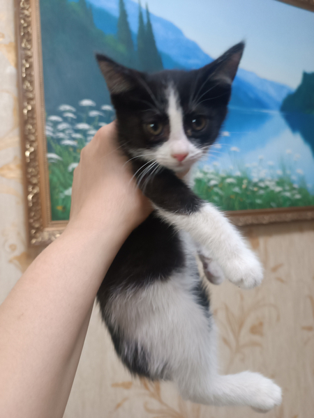 Котёнок в ответственные руки !