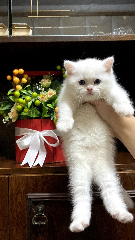 Scottish Fold & Scottish Straight