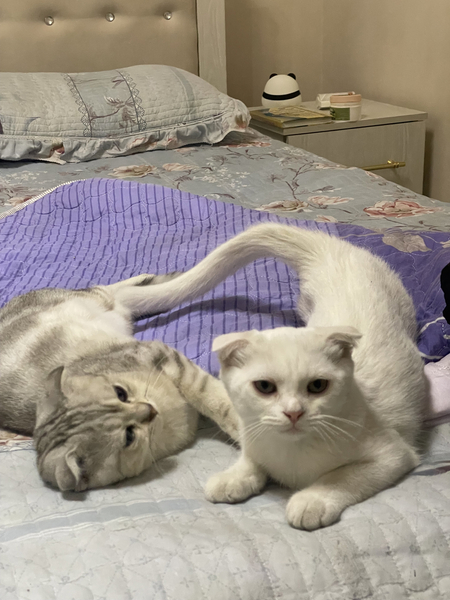 скотиш фолд