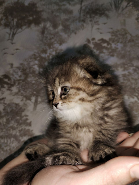 Продаются шикарные котята скотиш фолд и скотиш страйт