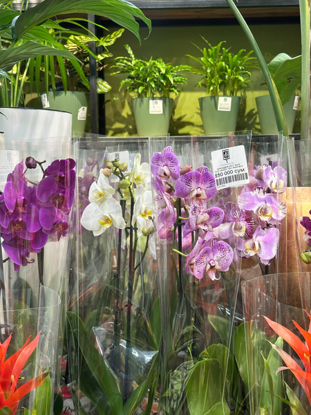 Продается орхидея (Phalaenopsis, Cattleya, Dendrobium и другие виды)