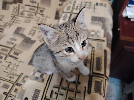 Продаётся очень красивый котёнок