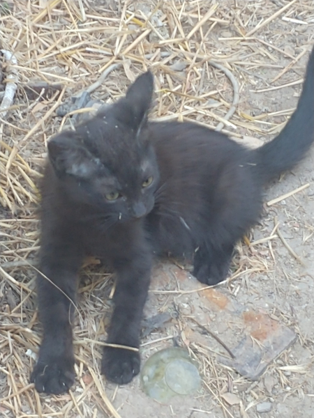 Отдам в добрые руки котят