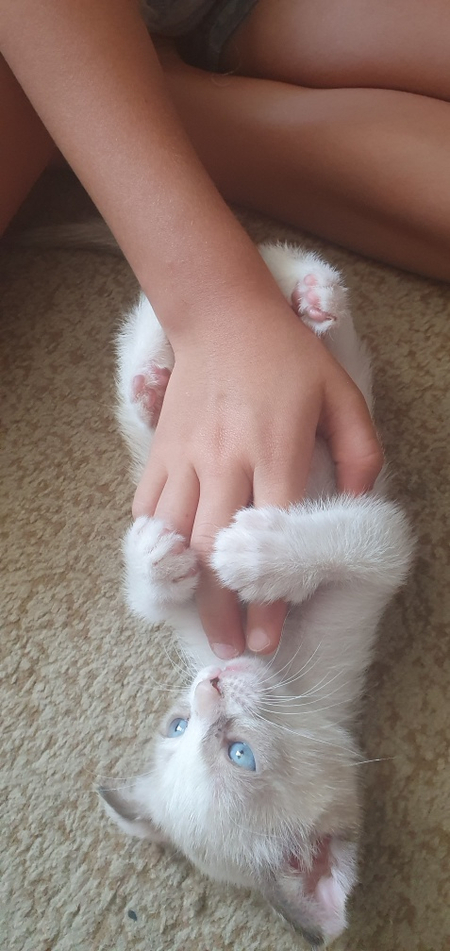 Отдам котят в хорошие руки