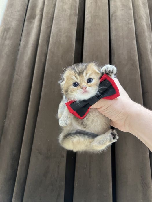 Котята от правильной вяски  очень мило