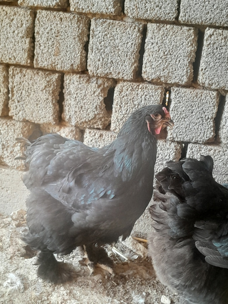 Brama qora tovuq sotiladi
