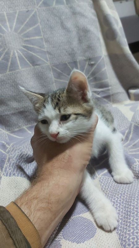 Котята в хорошие руки