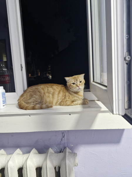 Продаётся вислоухая кошка