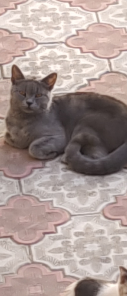 Породистая британская кошка с 6 котятами(котята смешанной породы)