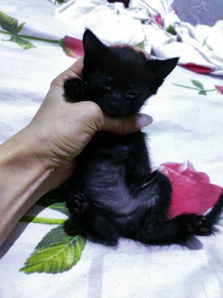 В добрые руки,котятя