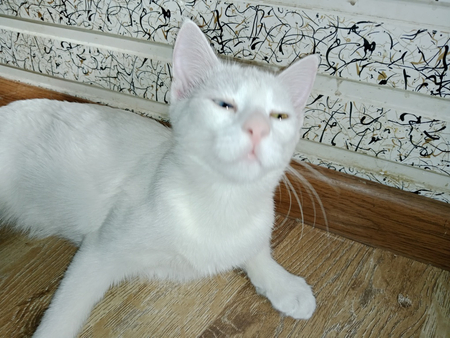 Котёнок в хорошие руки