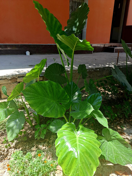 Arun gullari sotiladi