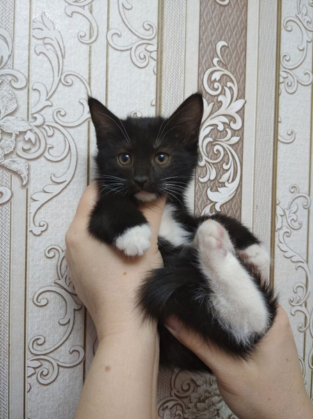 Пристрою котят в добрые и хорошие ручки!!!