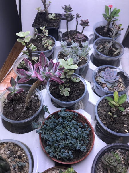 Продам суккуленты