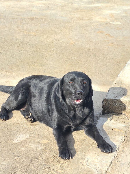 labrador  it sotiladi