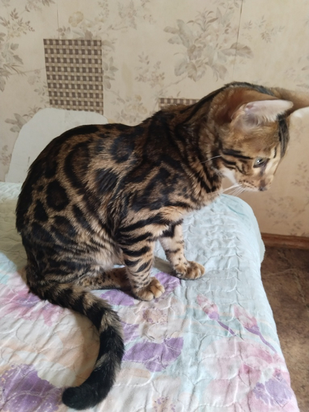 Передержка собак и кошек