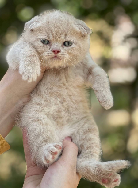 Scottish  fold мальчик