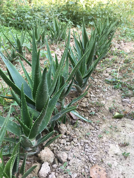 Aloe vera алое вера