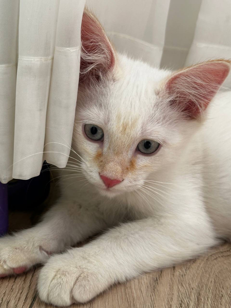 Отдаются в добрые руки котята