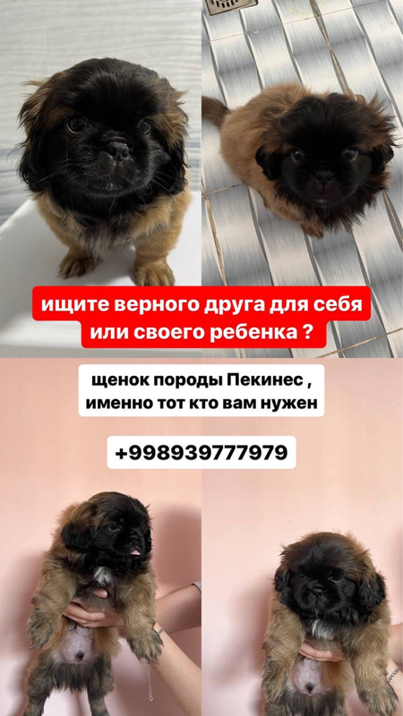 Продам щеночка