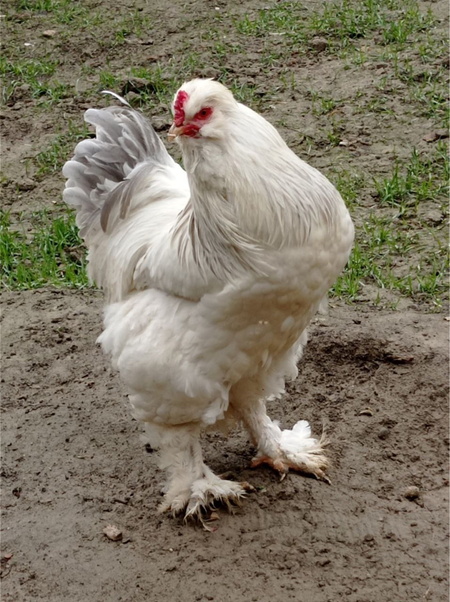 Brama tuxumlari sotiladi
