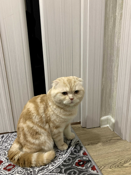 Скоттиш Фолд (самец )