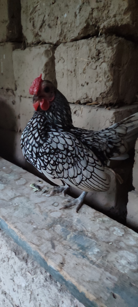 Sibrayt para sotiladi qoni toza tovugi kurk boladi