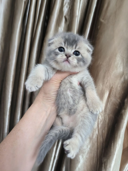 Щикарная девчонка
