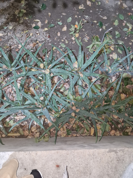 Aloe lichebniy   sotiladi
