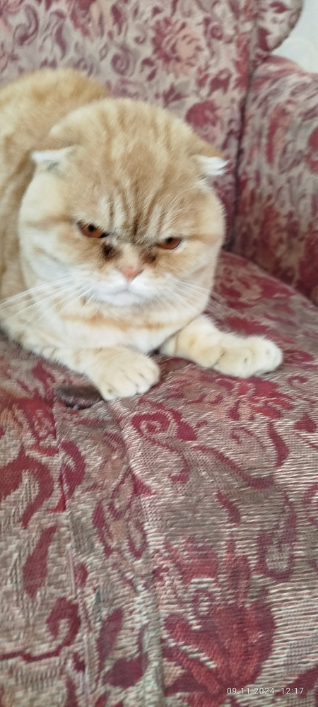Кот скотш фолд очень орошоие котенок дает