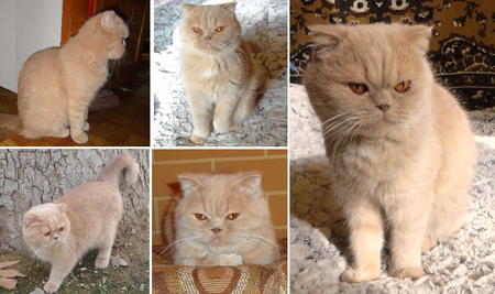 Продам за символичную цену чистокровную кошку.