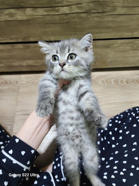 Котята Скоттиш-страйт