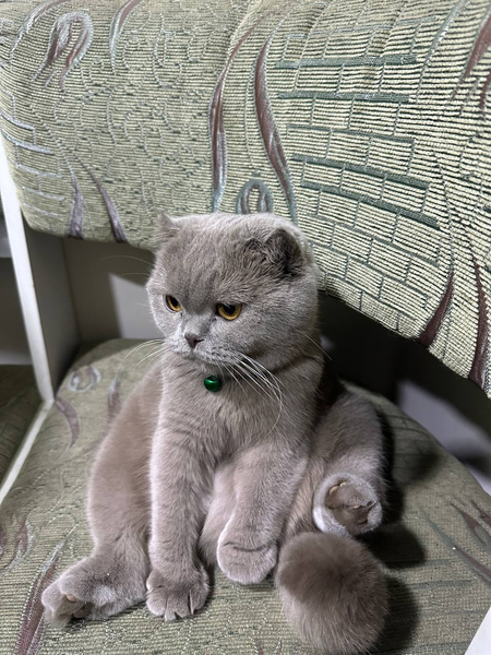 Zoti Скоттиш фулд