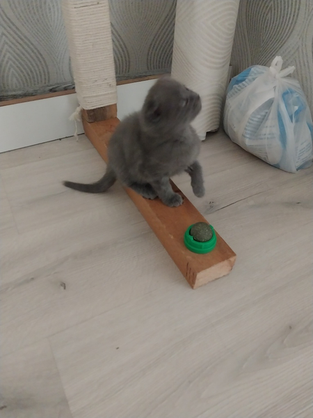 Породистые котята