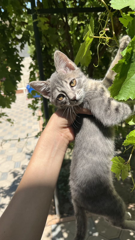 Mushuk sotiladii