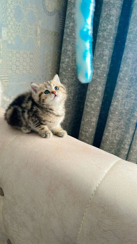 Срочно продаётся котёнки