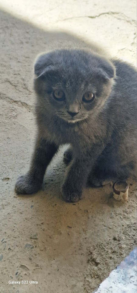 Продаются кошечки
