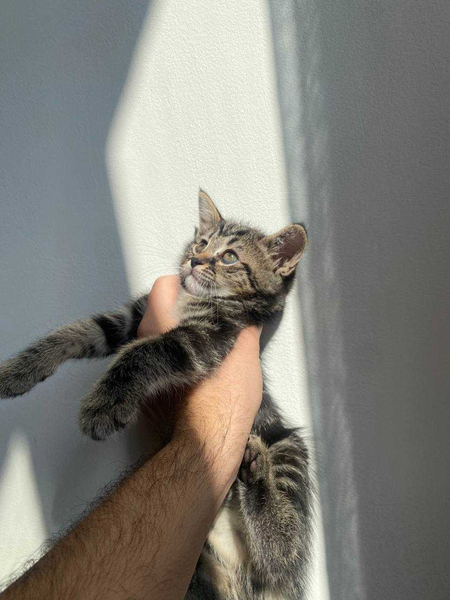 Скоттиш Страйт котёнок 2х-месячный