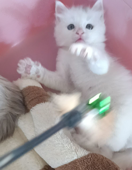 Котенок ангоры мальчики 3шт