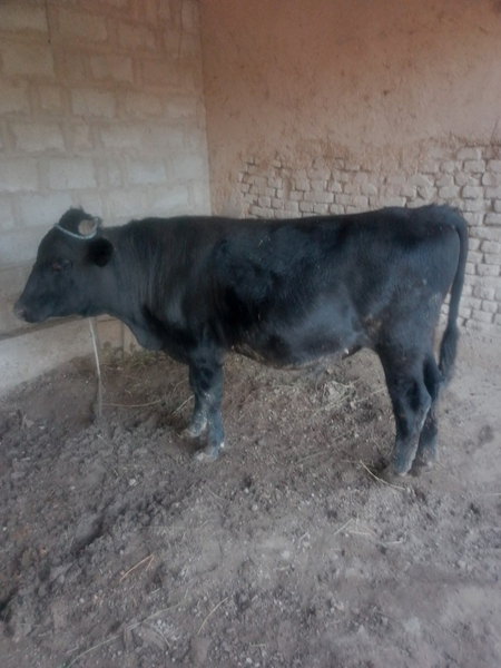 Qora buqa sotiladi