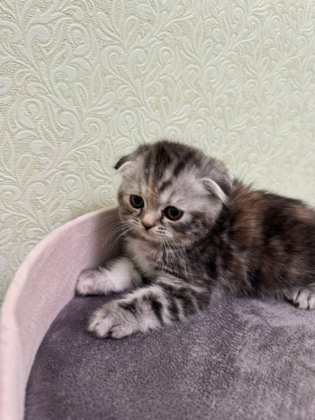 Продажа котят скотиш страйт и скотиш фолд
