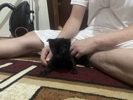Дадим котята на хорошие руки